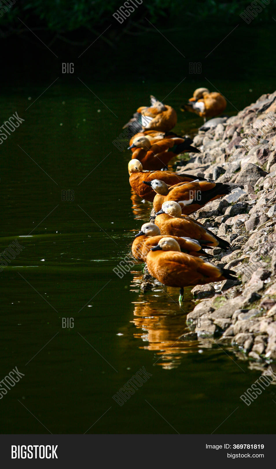 Ruddy Shelducks Ogar Image & Photo (Free Trial) | Bigstock
