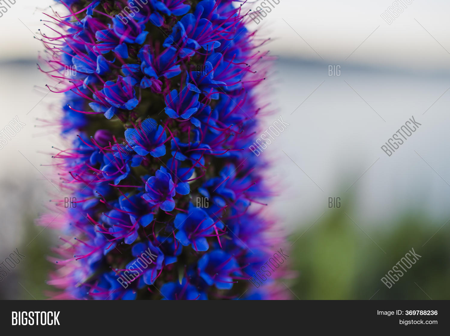 Close- Echium Plant Image & Photo (Free Trial) | Bigstock