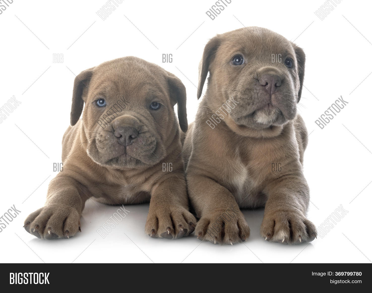 Puppy Italian Mastiff Image & Photo (Free Trial) | Bigstock