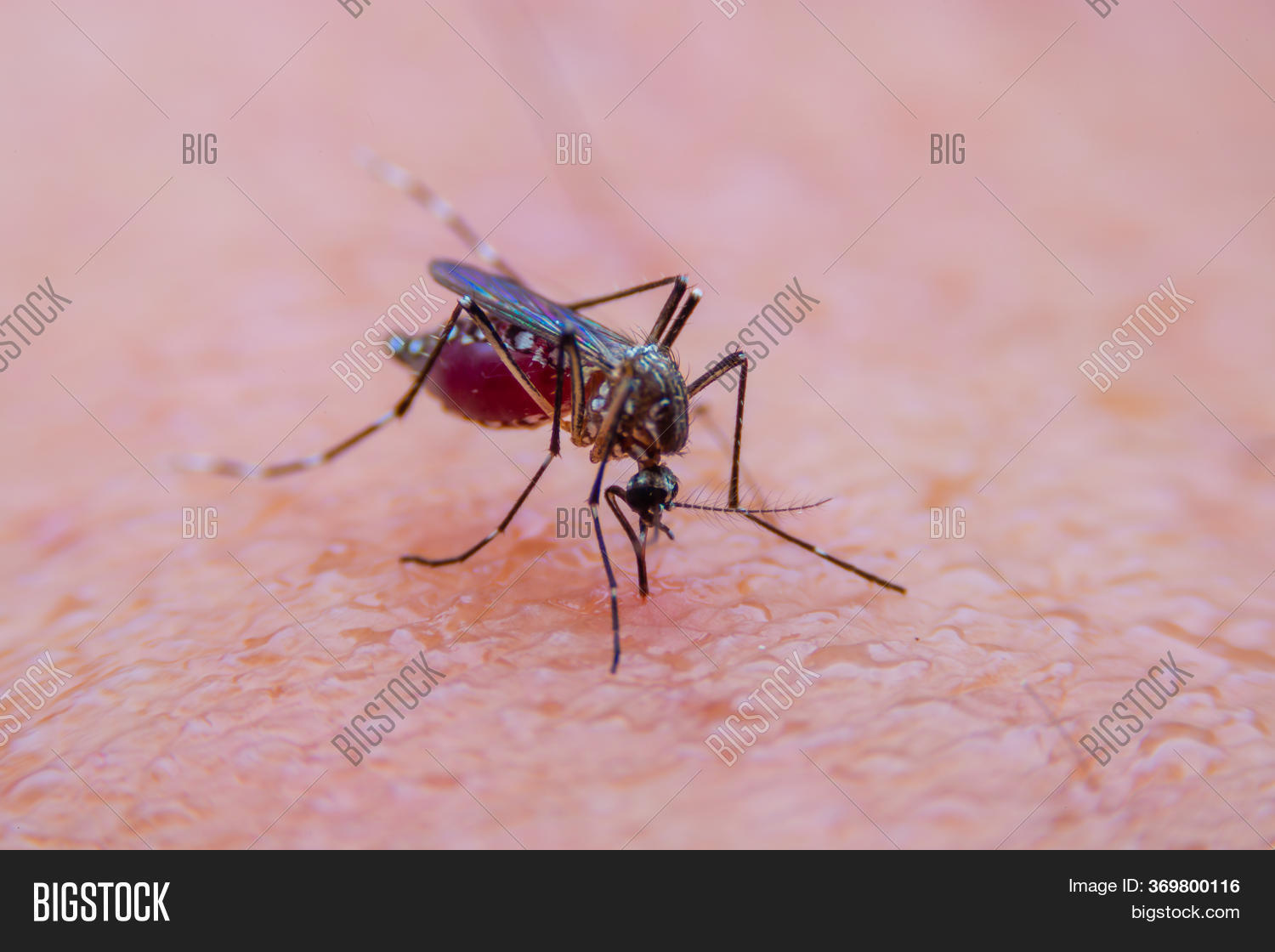 Striped Mosquitoes Image & Photo (Free Trial) | Bigstock
