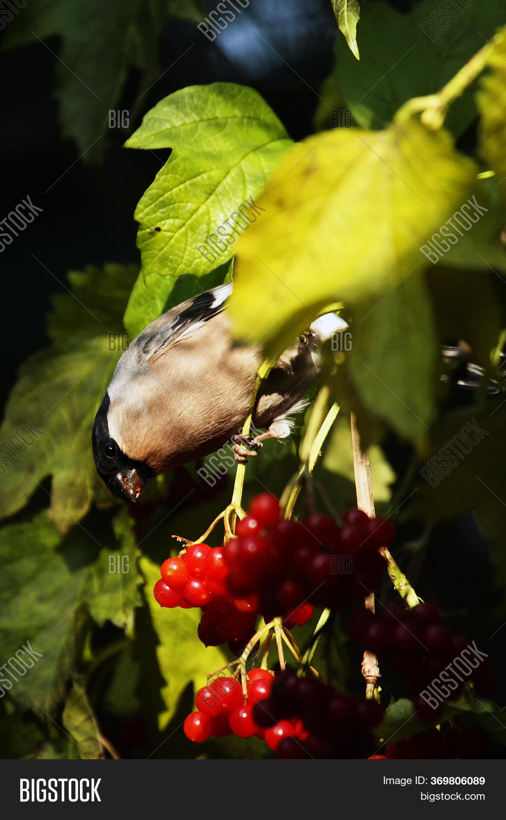 Female Bullfinch, Image & Photo (Free Trial) | Bigstock