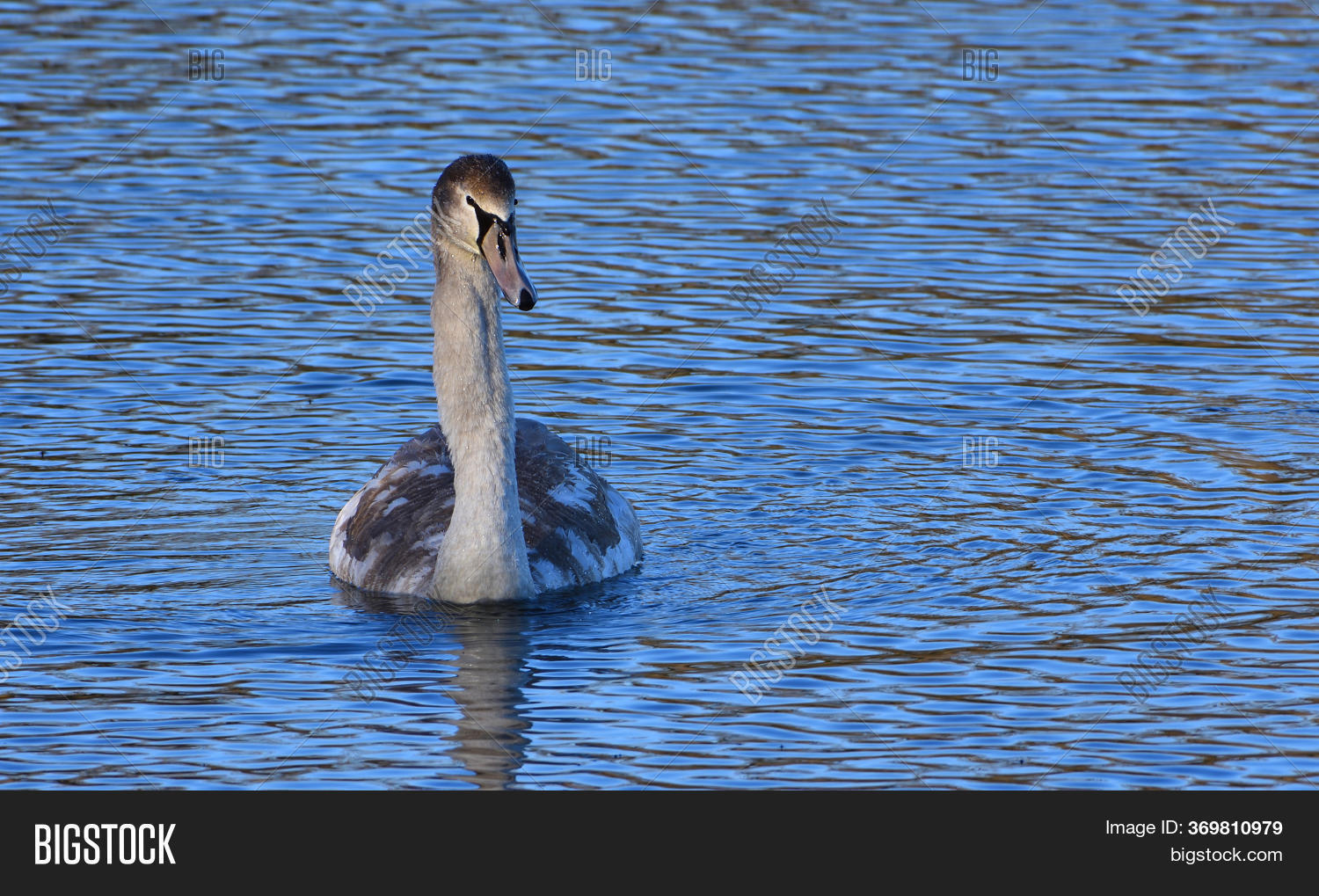 Close Mute Swan Signet Image & Photo (Free Trial) | Bigstock