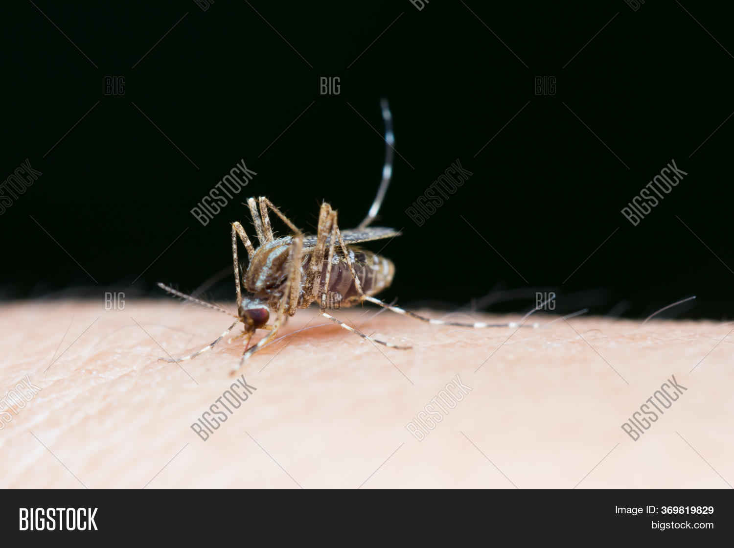 Striped Mosquitoes Image & Photo (Free Trial) | Bigstock