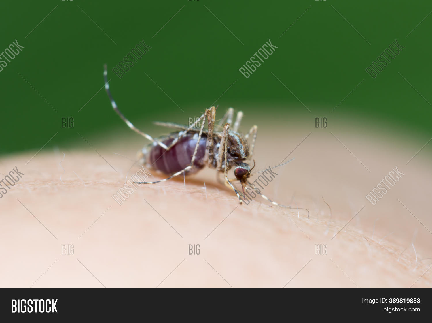 Striped Mosquitoes Image & Photo (Free Trial) | Bigstock