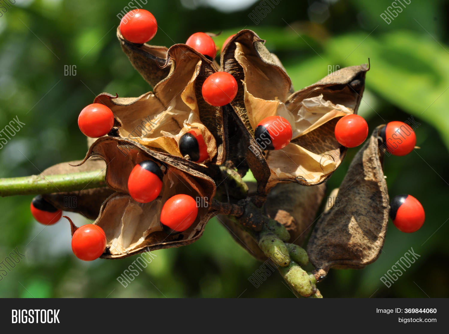 Adenanthera Pavonina, Image & Photo (Free Trial) | Bigstock
