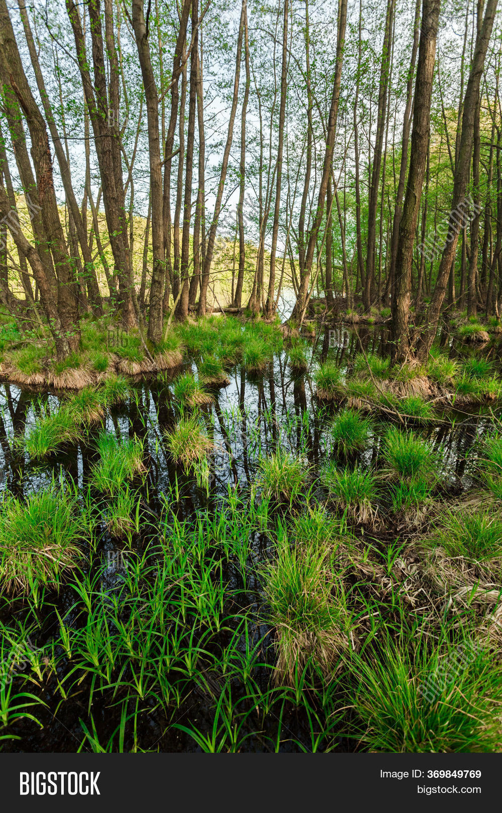 Grass Dark Marsh Dark Image & Photo (Free Trial) | Bigstock