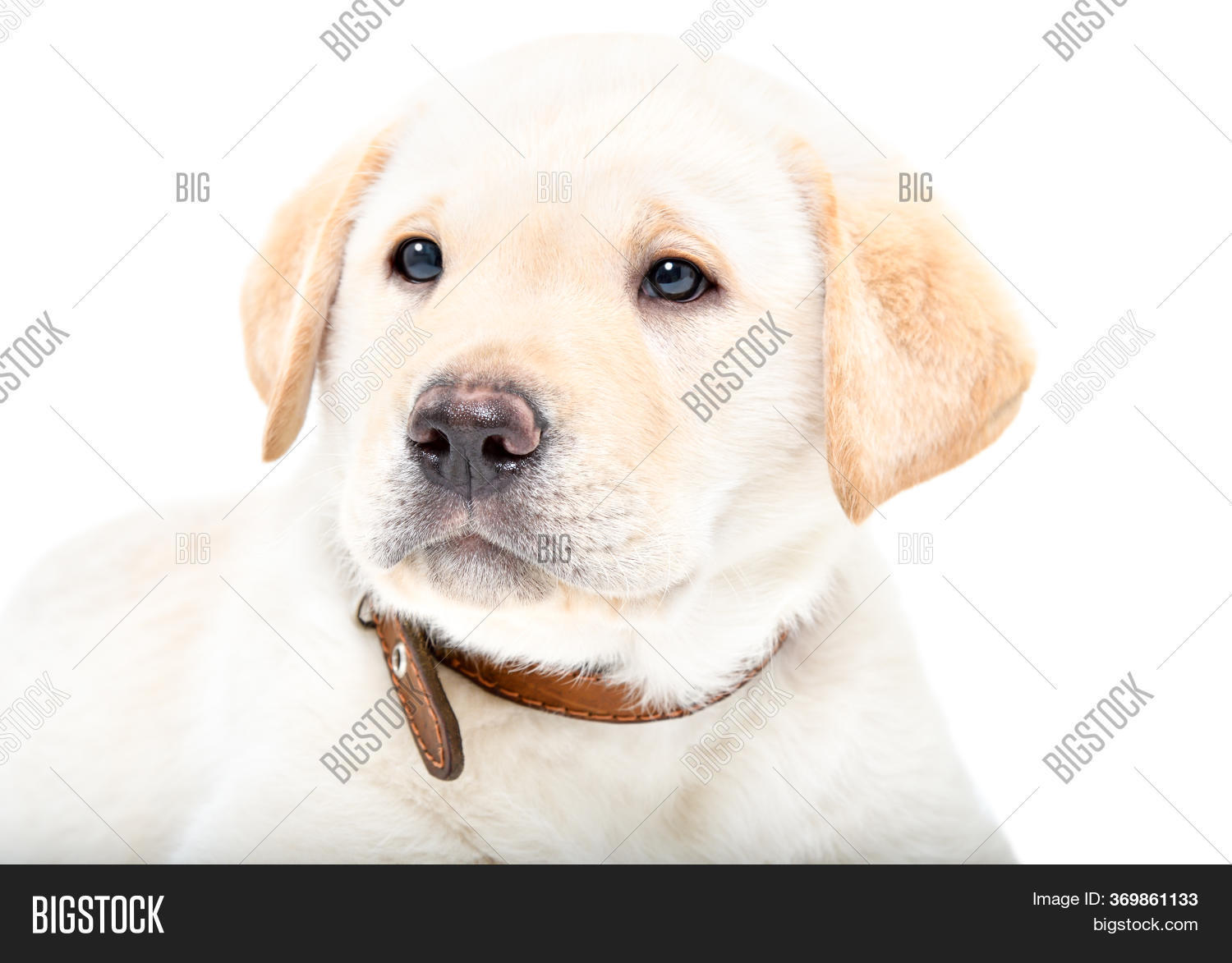 Portrait Cute Labrador Image & Photo (Free Trial) | Bigstock