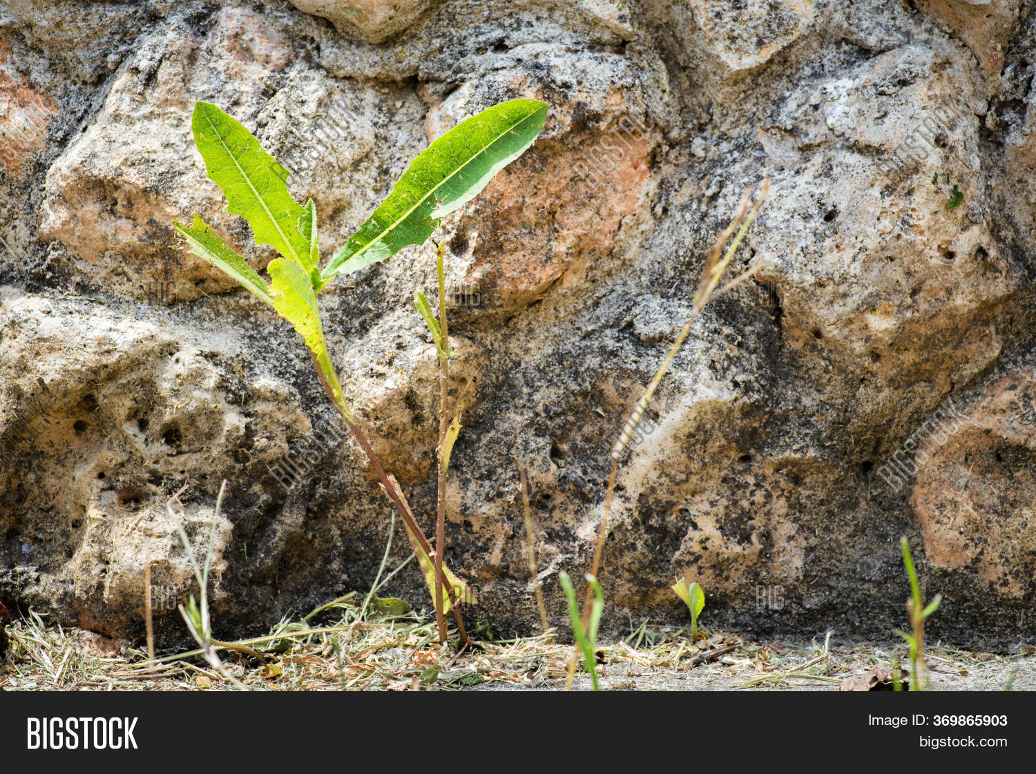 Resilient Plant Image & Photo (Free Trial) | Bigstock