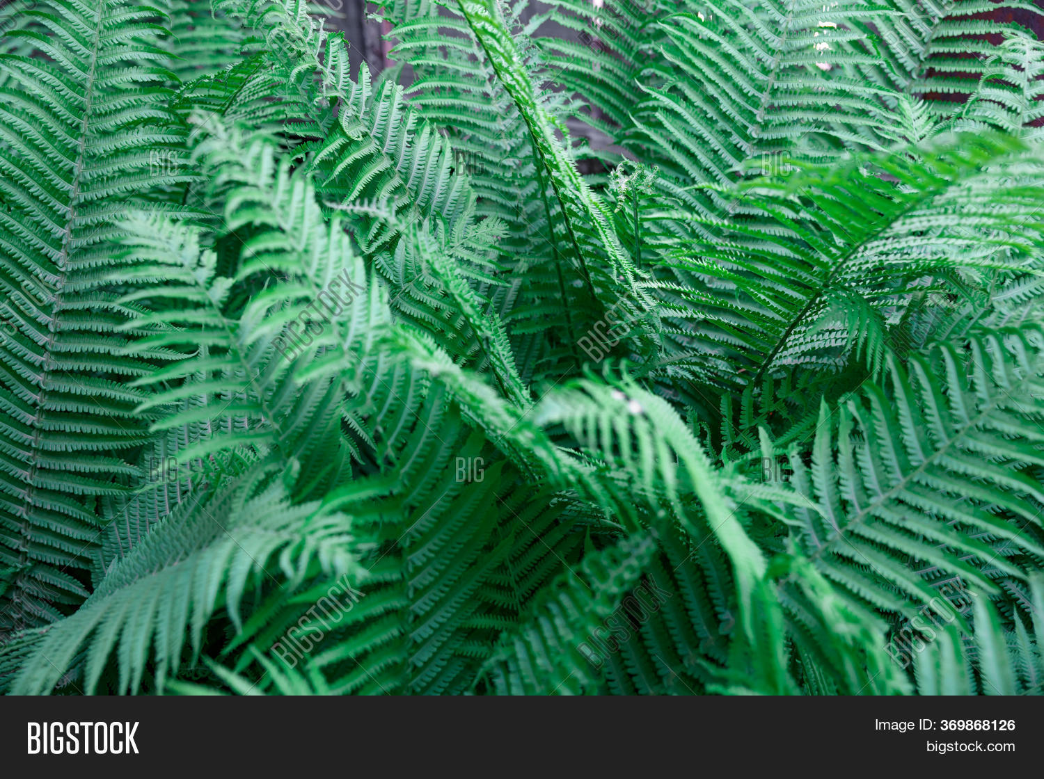 Fern Leaves. Solid Image & Photo (Free Trial) | Bigstock
