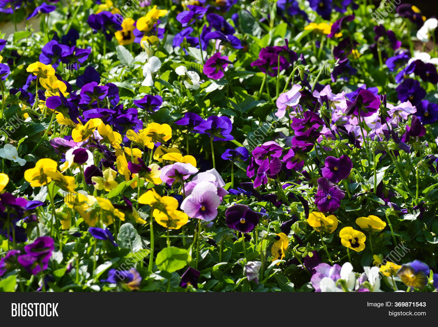 Colorful Variety Pansy Image & Photo (Free Trial) | Bigstock