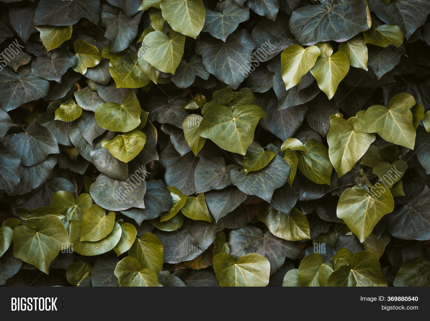 Dark Green Hedera Image & Photo (Free Trial) | Bigstock