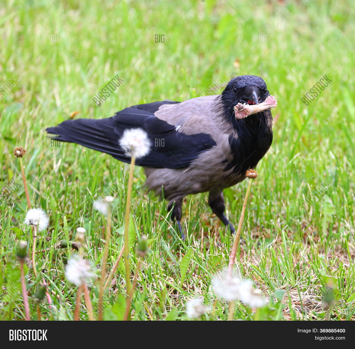 Crow Chicken Bone Beak Image & Photo (Free Trial) | Bigstock