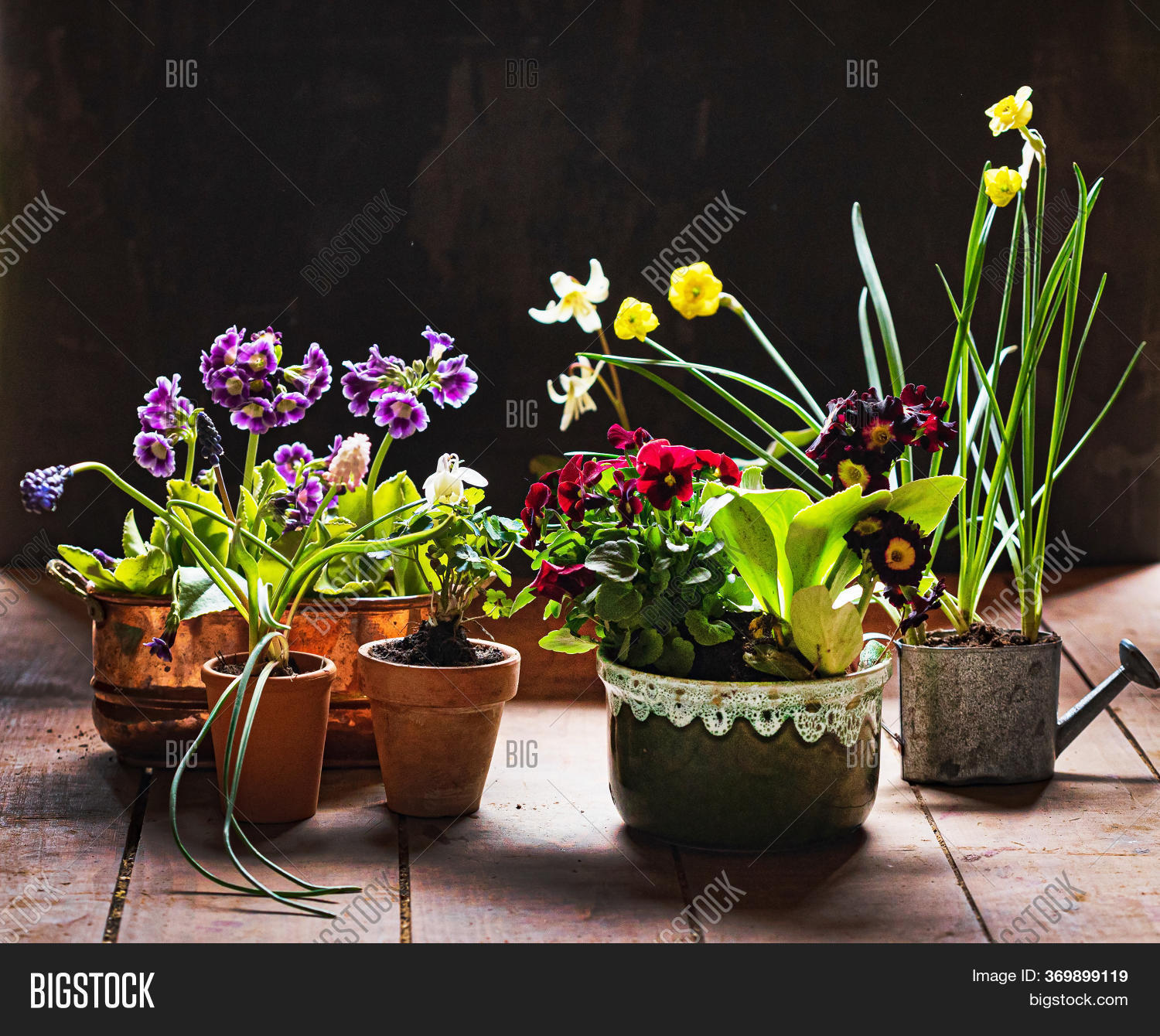 Spring Flowers Pots Image & Photo (Free Trial) | Bigstock
