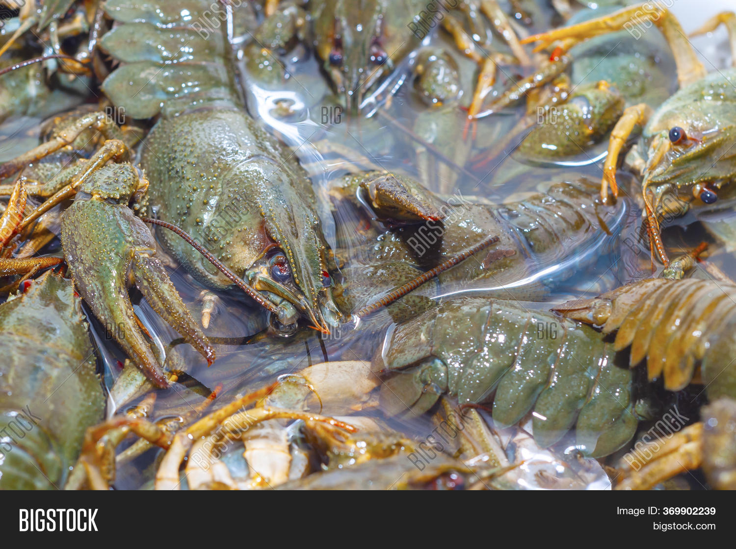 Living Crayfish Water Image & Photo (Free Trial) | Bigstock