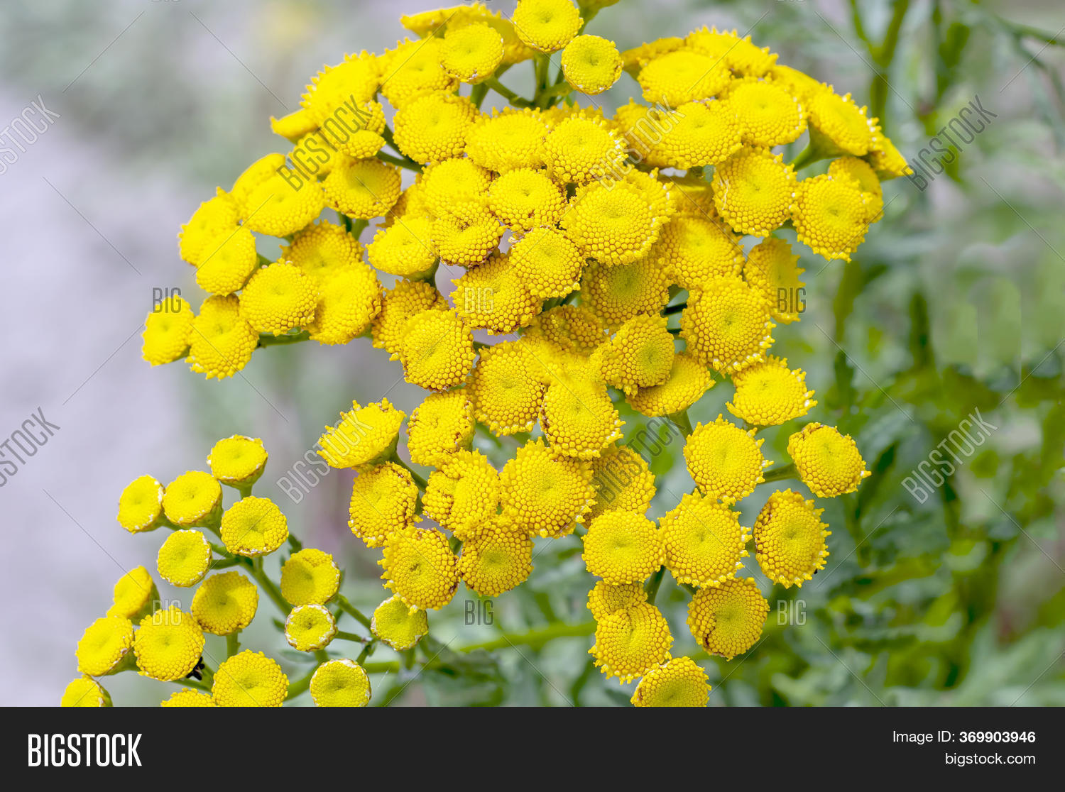 Blooming Plant Tansy. Image & Photo (Free Trial) | Bigstock