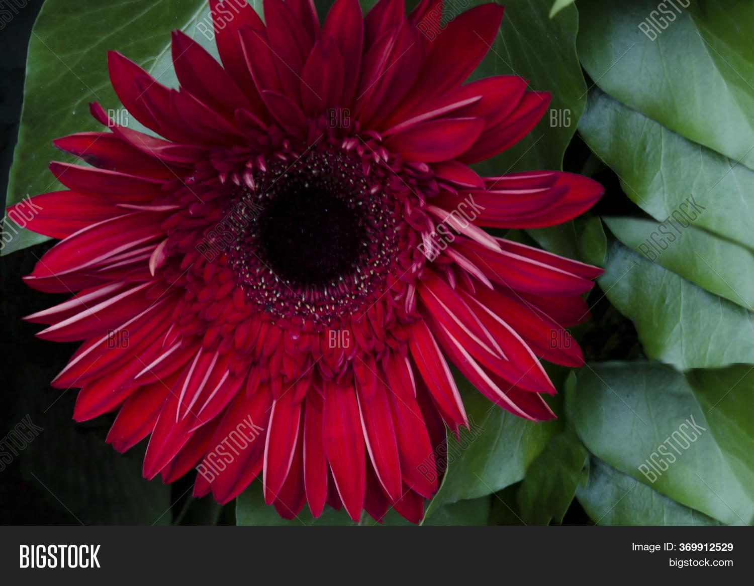 Single Macro Flower Image & Photo (Free Trial) | Bigstock