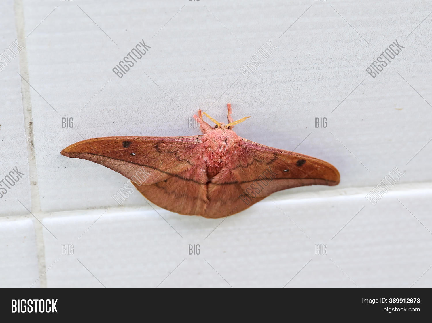 Emperor Gum Moth ( Image & Photo (Free Trial) | Bigstock