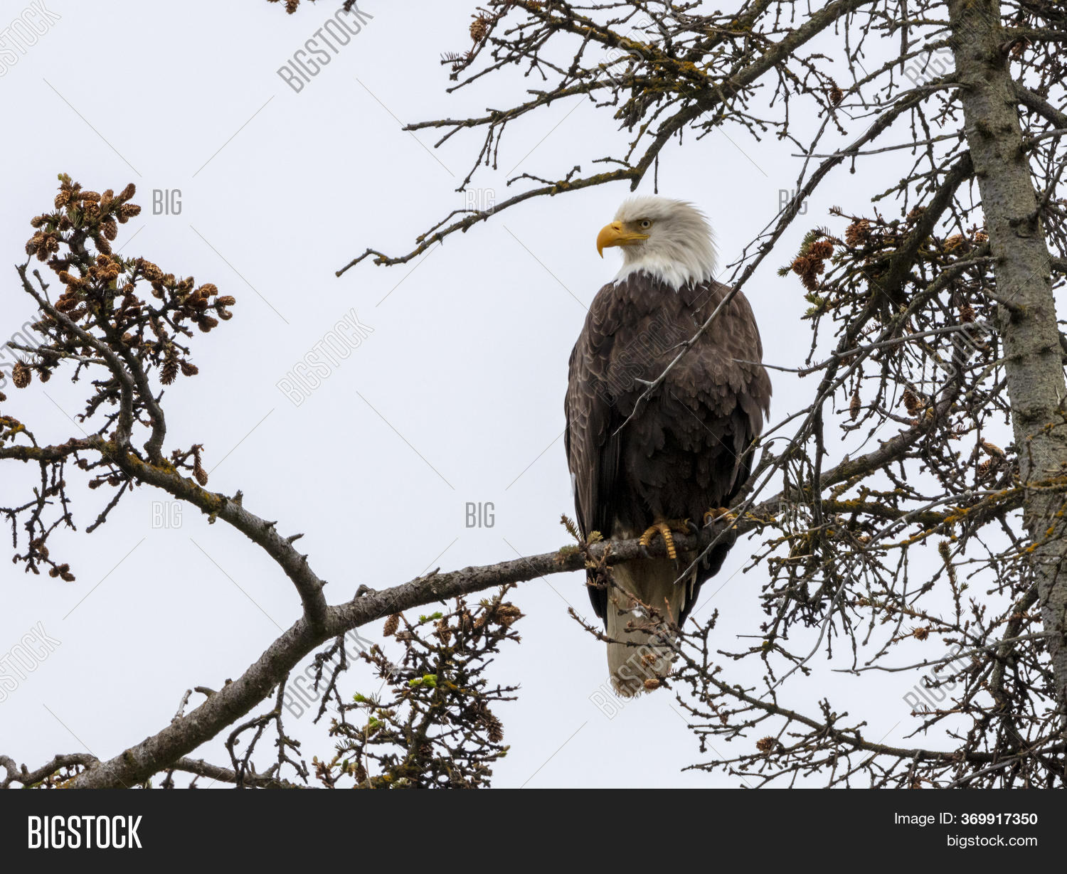 Adult Bald Eagle On Image & Photo (Free Trial) | Bigstock