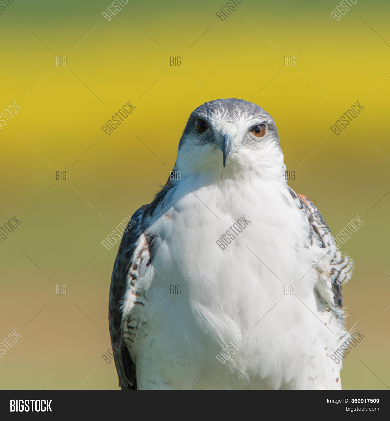 Variable Hawk ( Image & Photo (Free Trial) | Bigstock