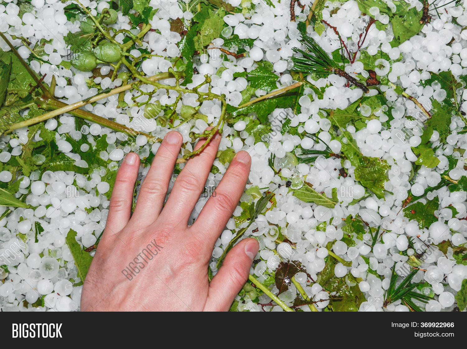 Hail Hit Vineyards: Image & Photo (Free Trial) | Bigstock