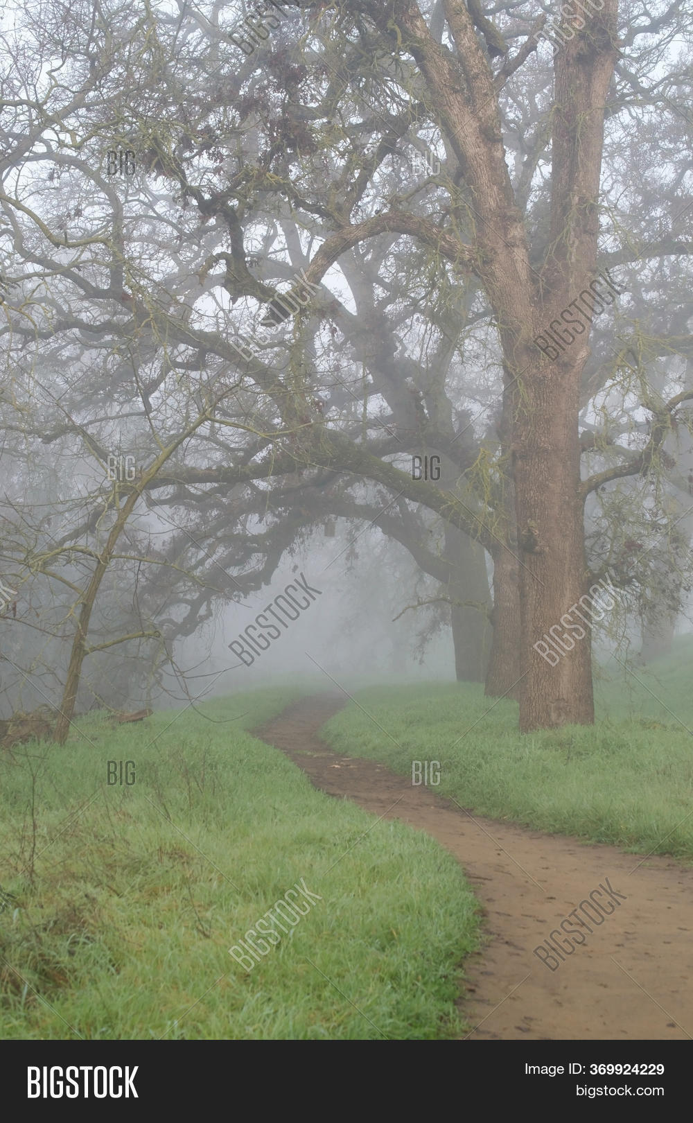 Foggy Path Woods Image & Photo (Free Trial) | Bigstock