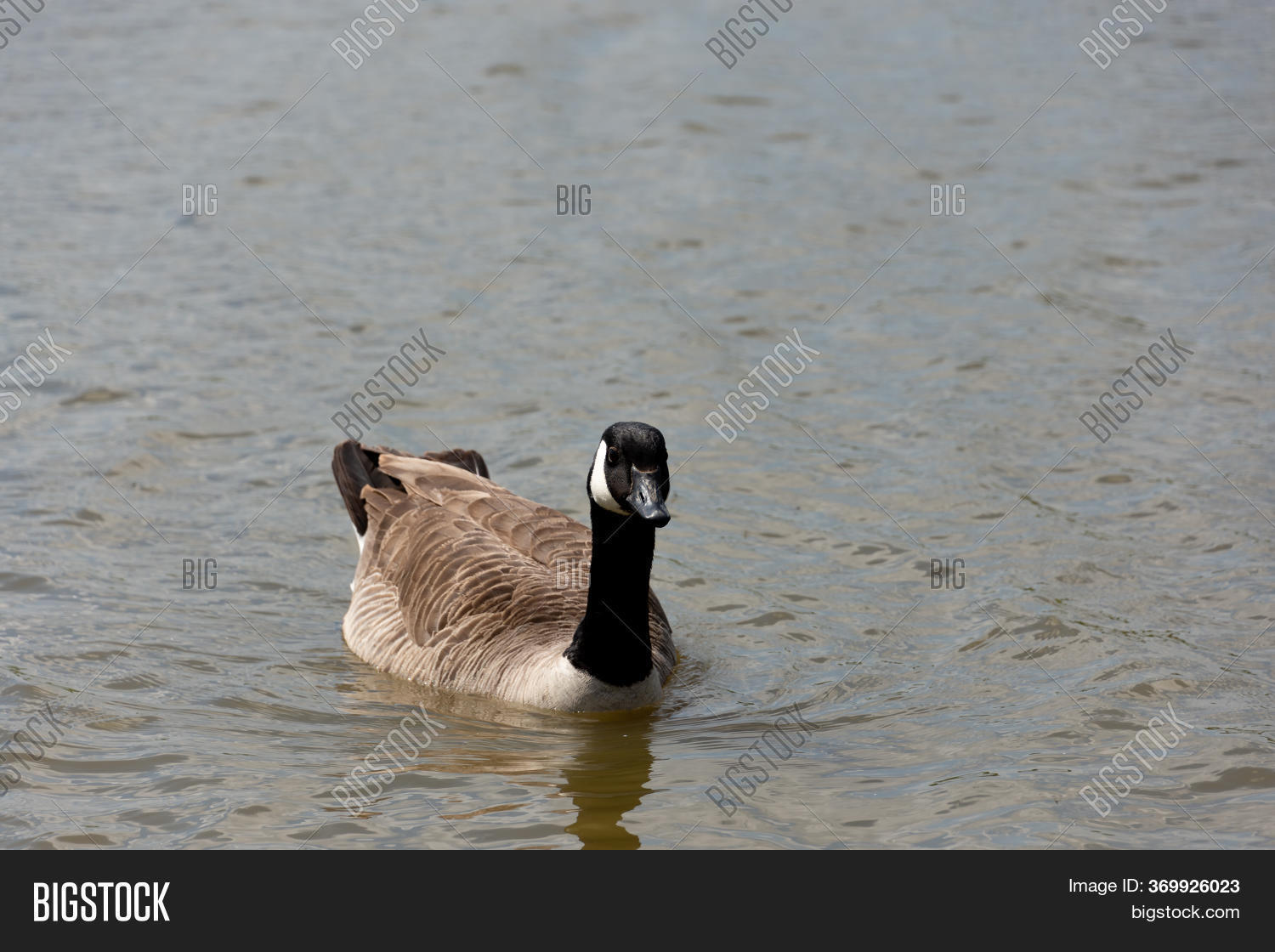 Single Canada Goose Image & Photo (Free Trial) | Bigstock