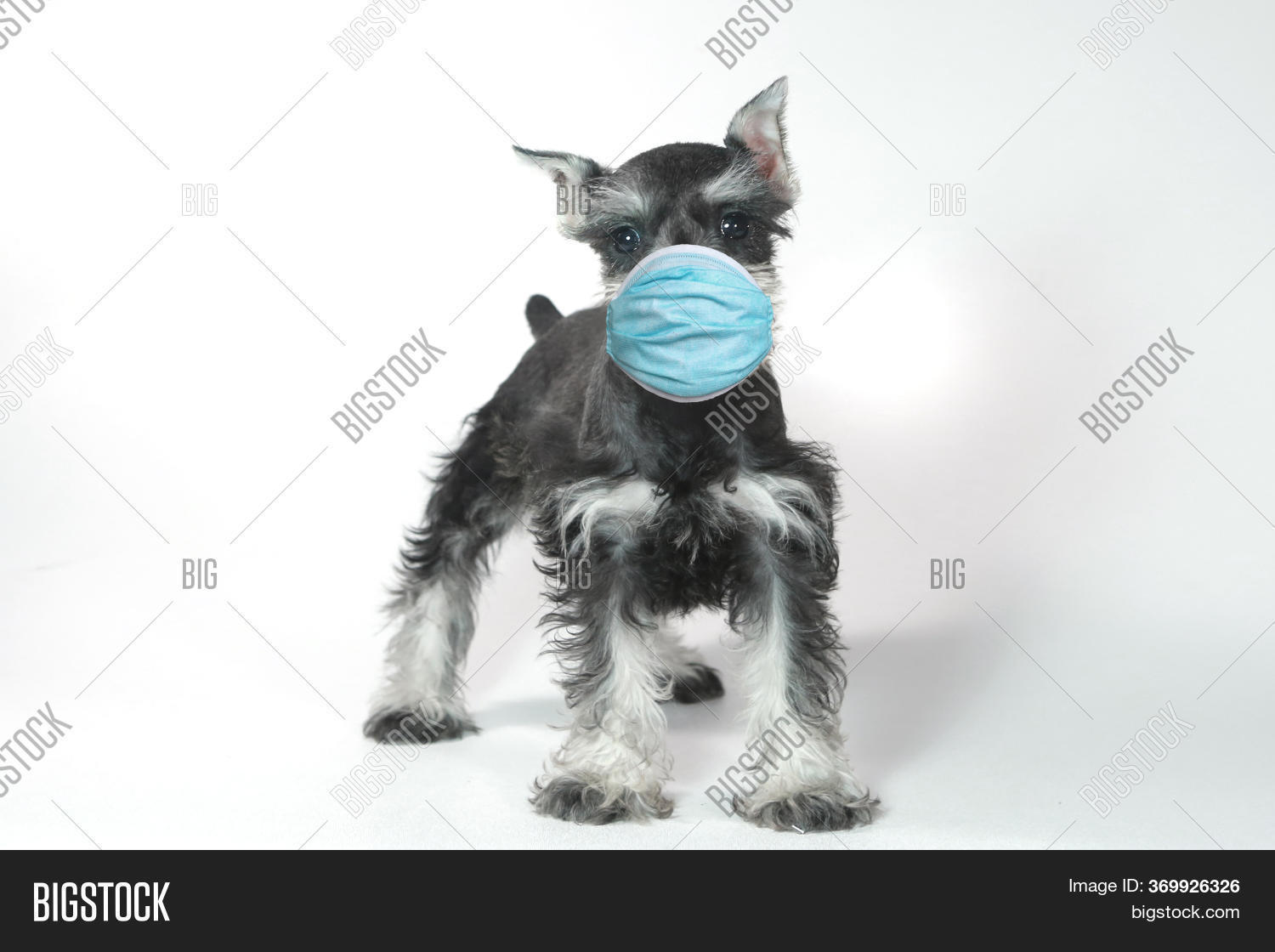 Adorable Puppy Wearing Image & Photo (Free Trial) | Bigstock