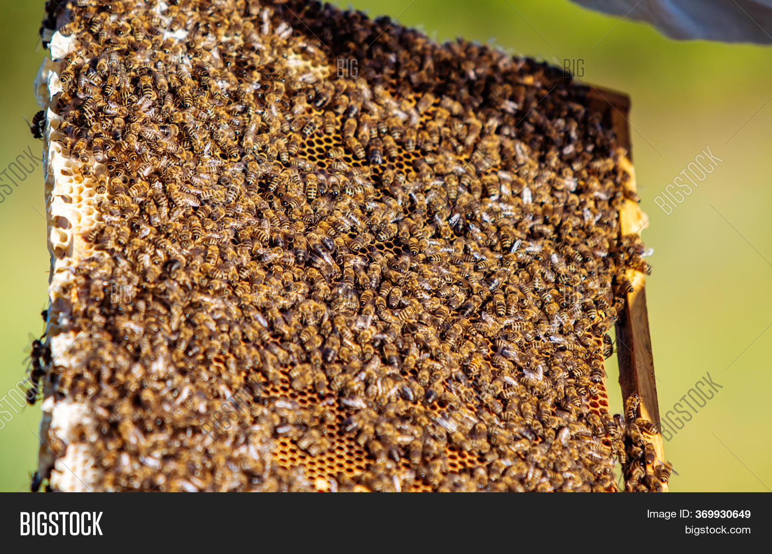 Honey Cell Bees Image & Photo (Free Trial) | Bigstock