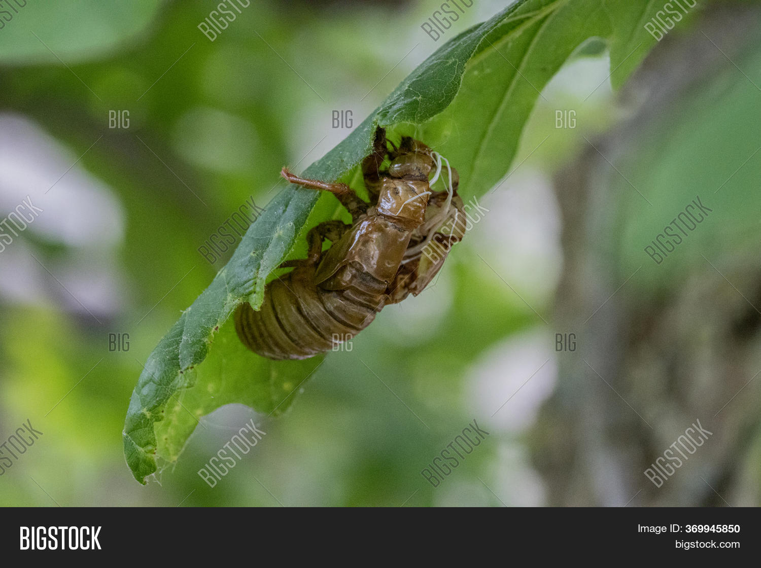 Empty Cicada Husk On Image & Photo (Free Trial) | Bigstock