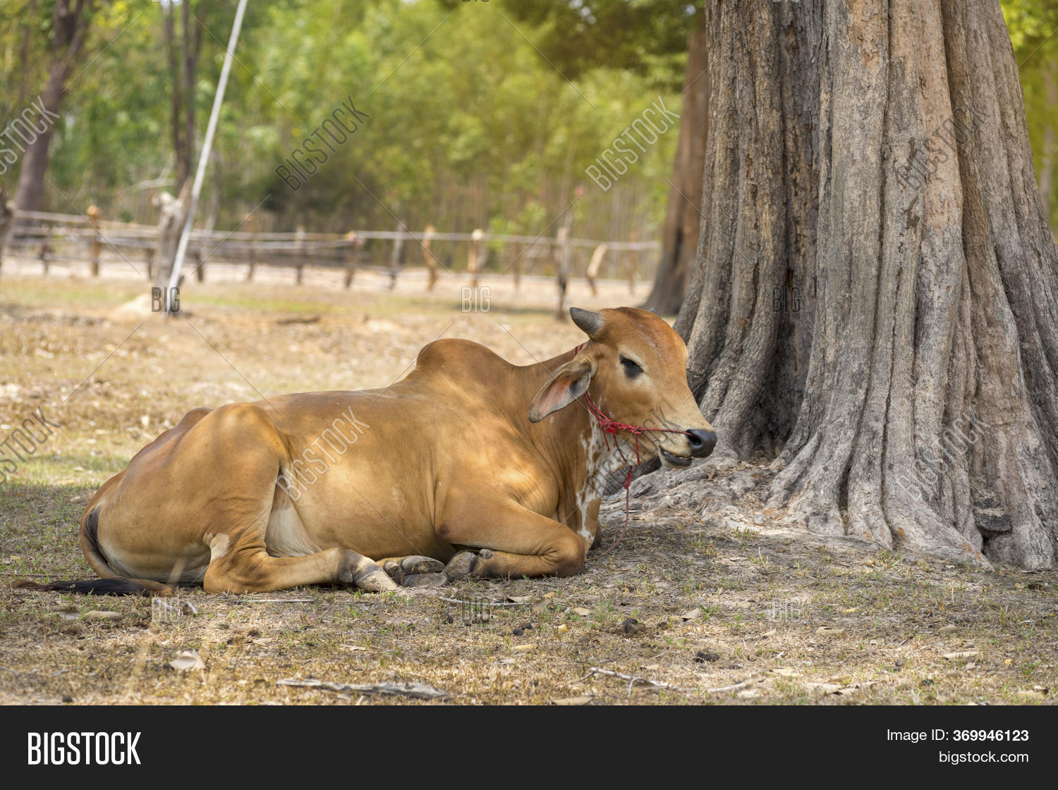 Cows Rest Under Tree, Image & Photo (Free Trial) | Bigstock