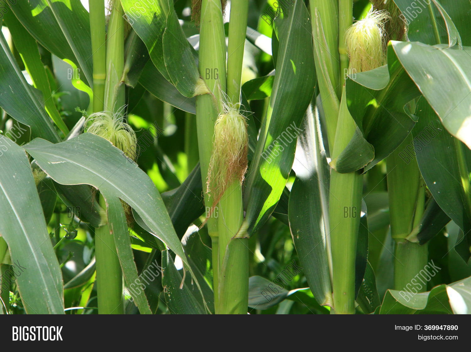 Large Corn Field North Image & Photo (Free Trial) | Bigstock