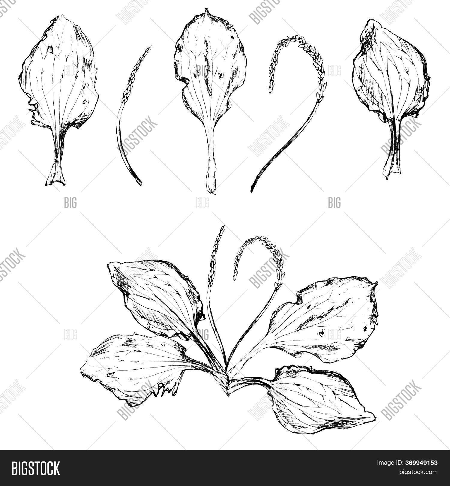 Outline Plantain Ink Image & Photo (Free Trial) | Bigstock