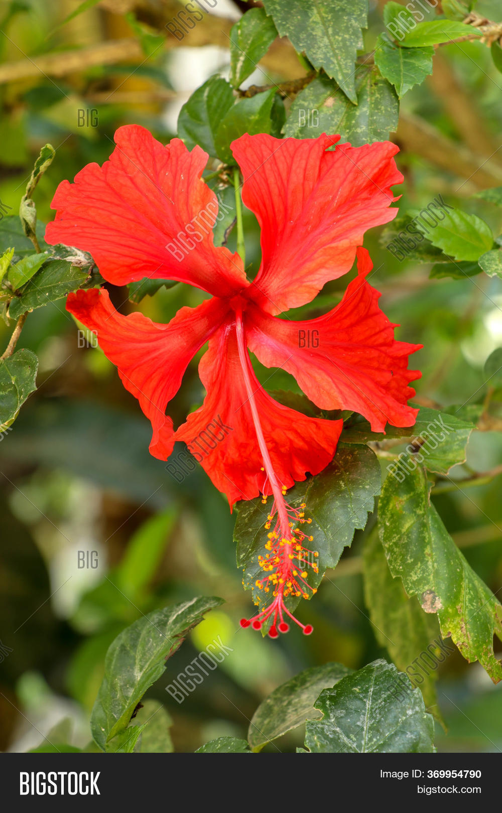 Close Red Shoe Flower Image & Photo (Free Trial) | Bigstock
