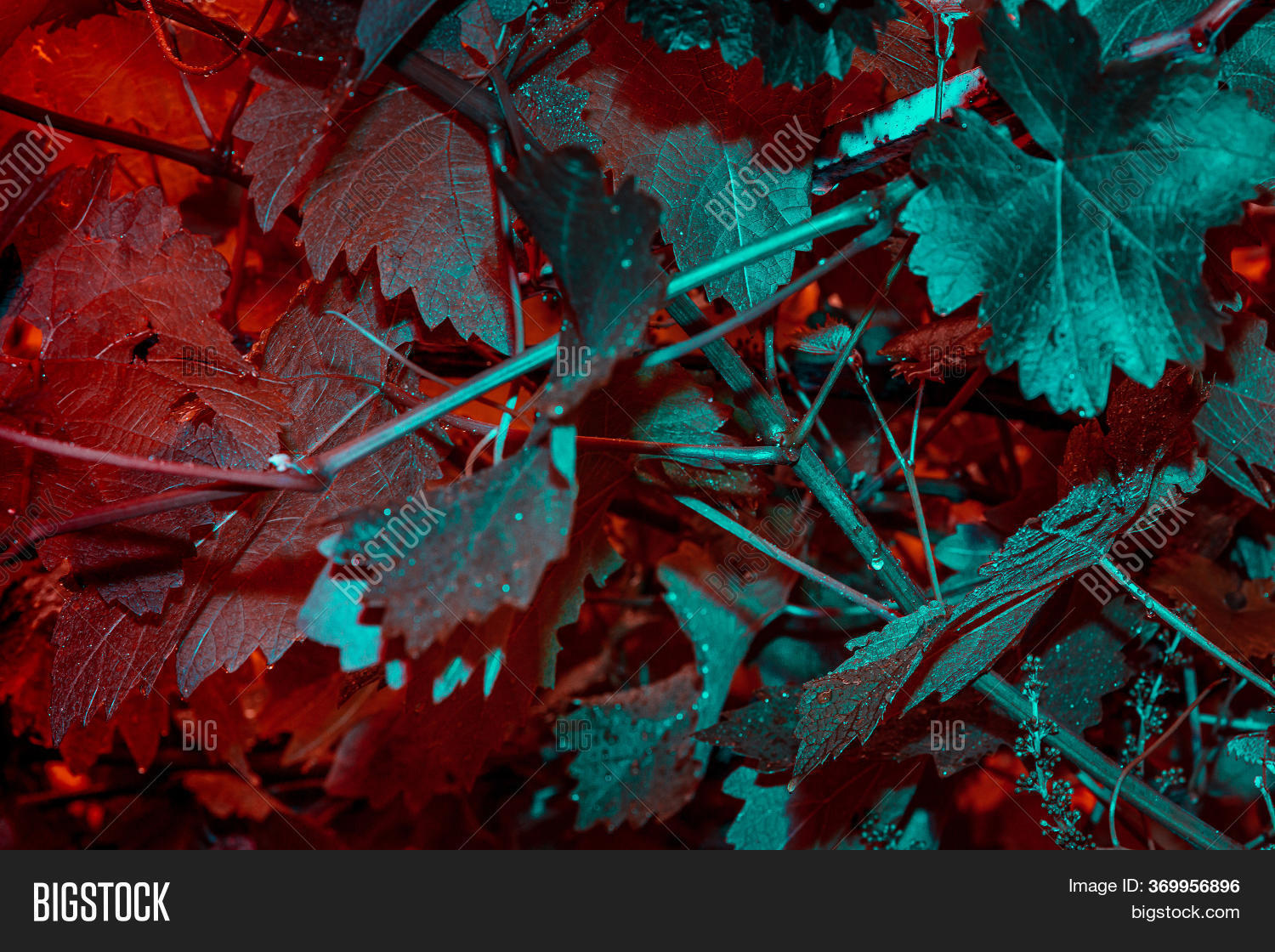 Creative Infrared Image & Photo (Free Trial) | Bigstock