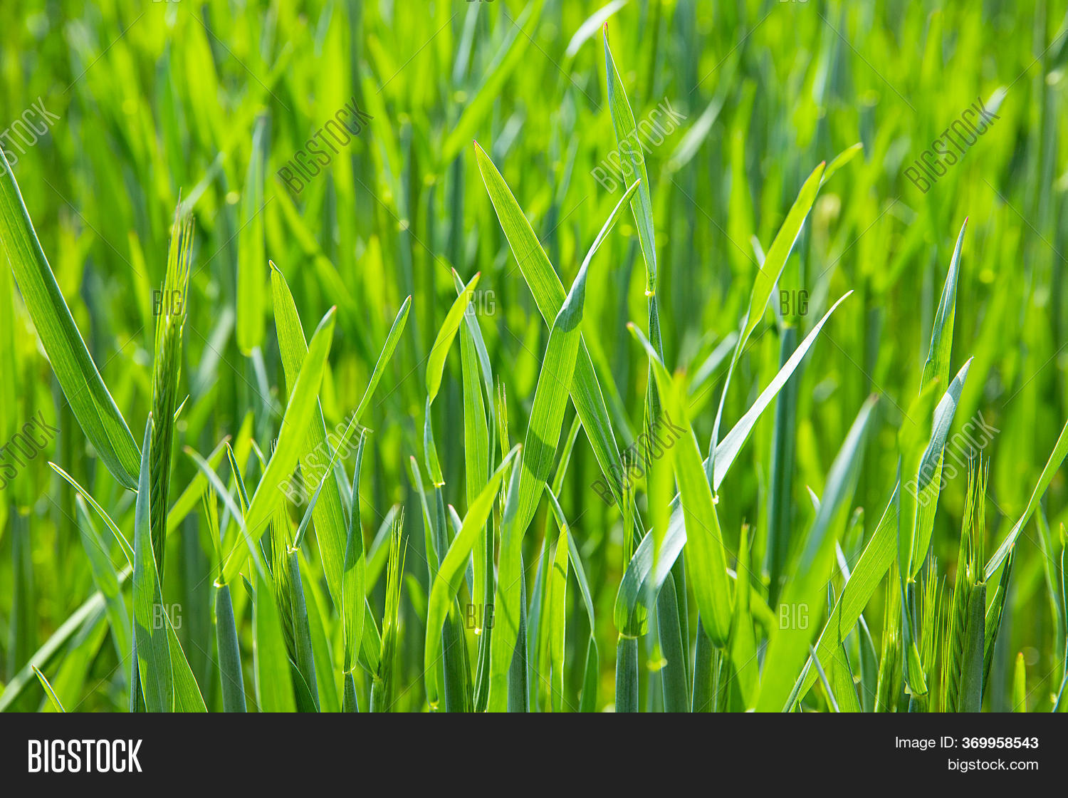 Fresh Green Wheat Image & Photo (Free Trial) | Bigstock