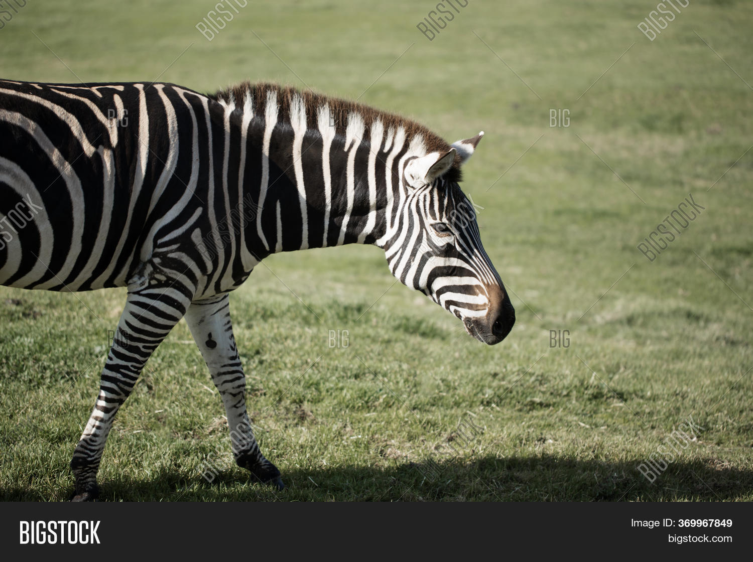 Zebra Walking On Grass Image & Photo (Free Trial) | Bigstock
