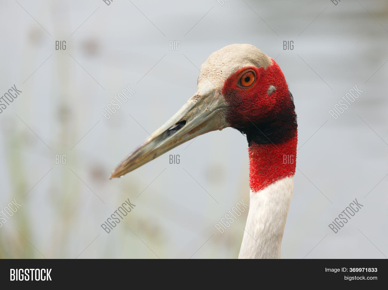 Detail Head Long Beak Image & Photo (Free Trial) | Bigstock
