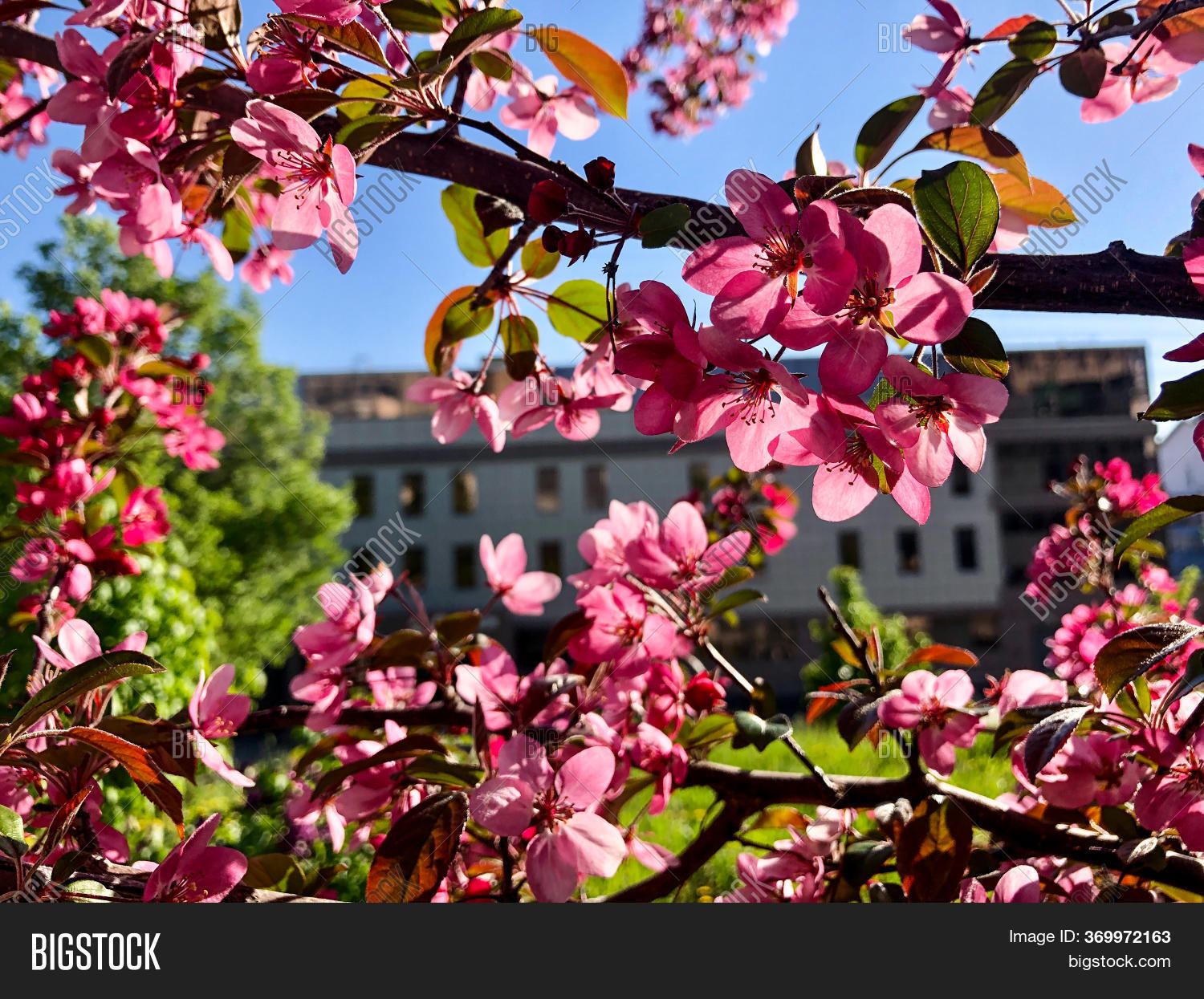 Sakura Tree Bloom Image & Photo (Free Trial) | Bigstock
