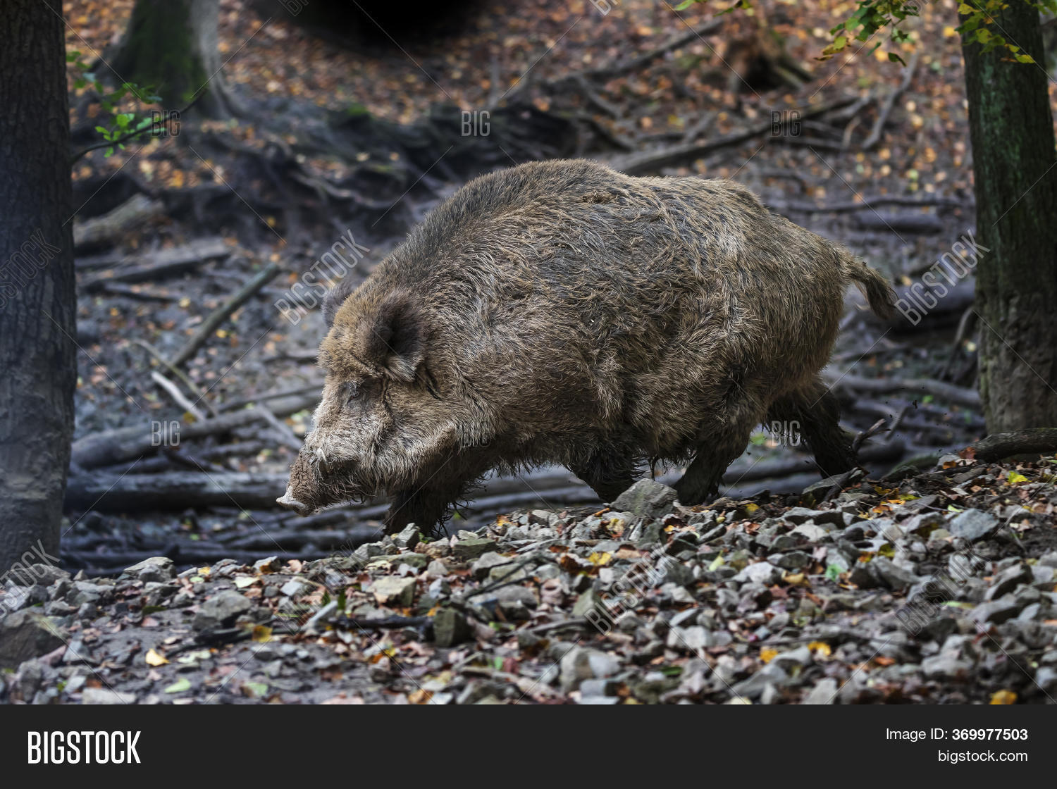 Sus Scrofa - Wild Boar Image & Photo (Free Trial) | Bigstock