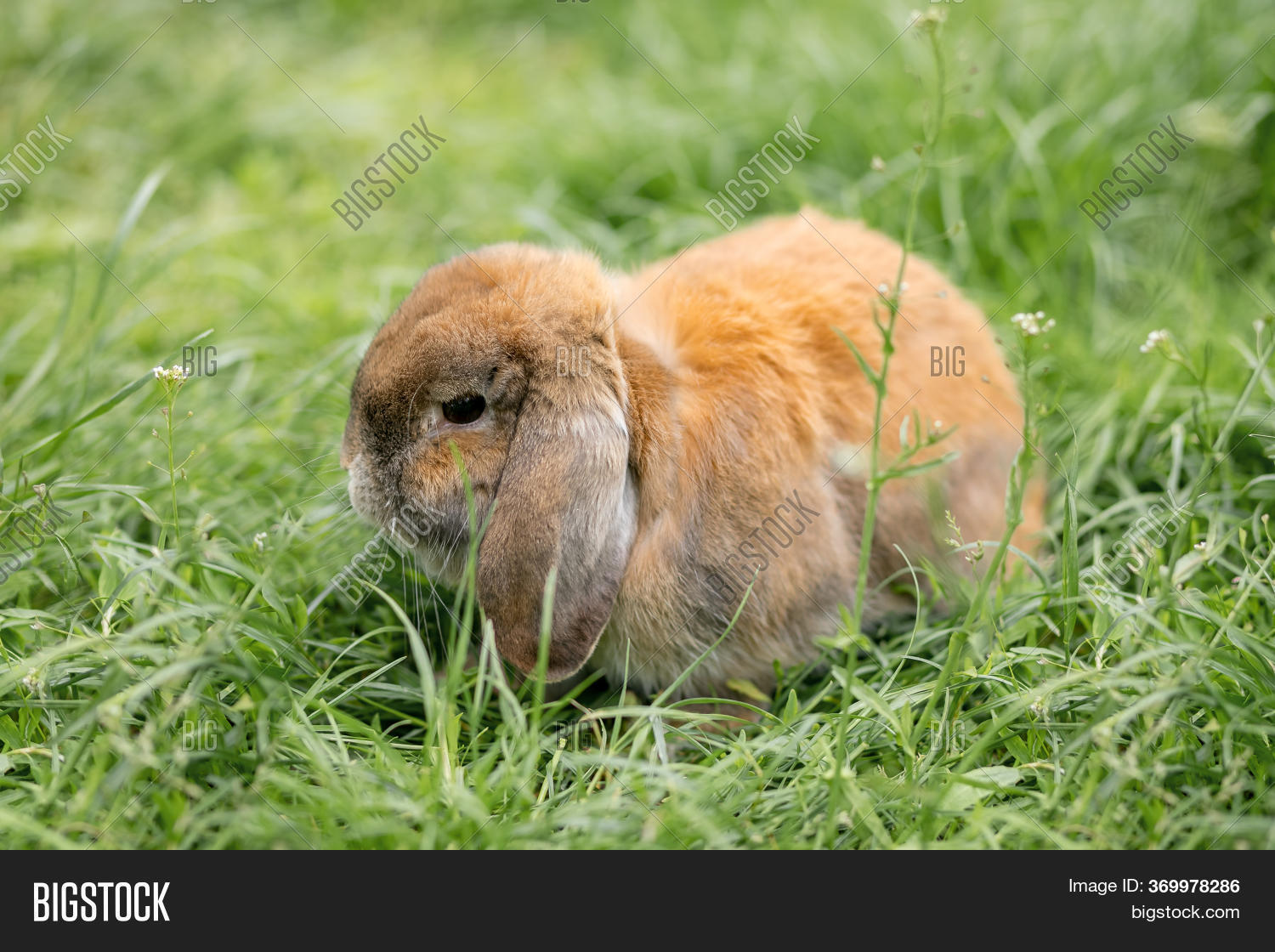 Cute Red Haired Image & Photo (Free Trial) | Bigstock