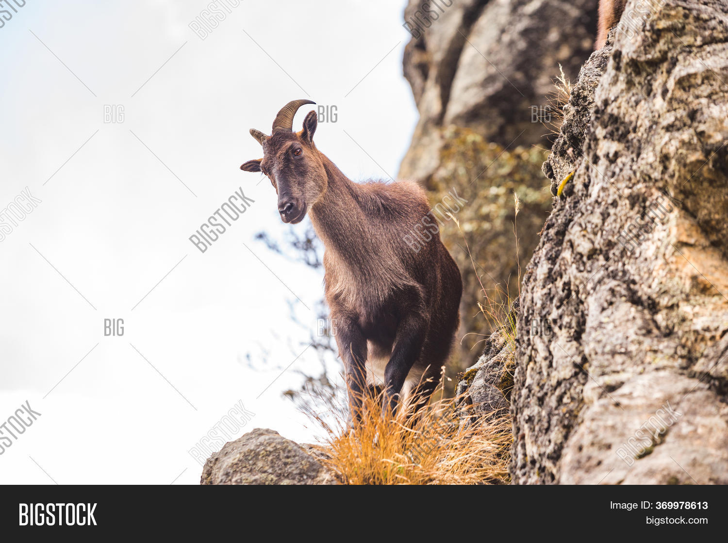 Mountain Goat On Rocks Image & Photo (Free Trial) | Bigstock