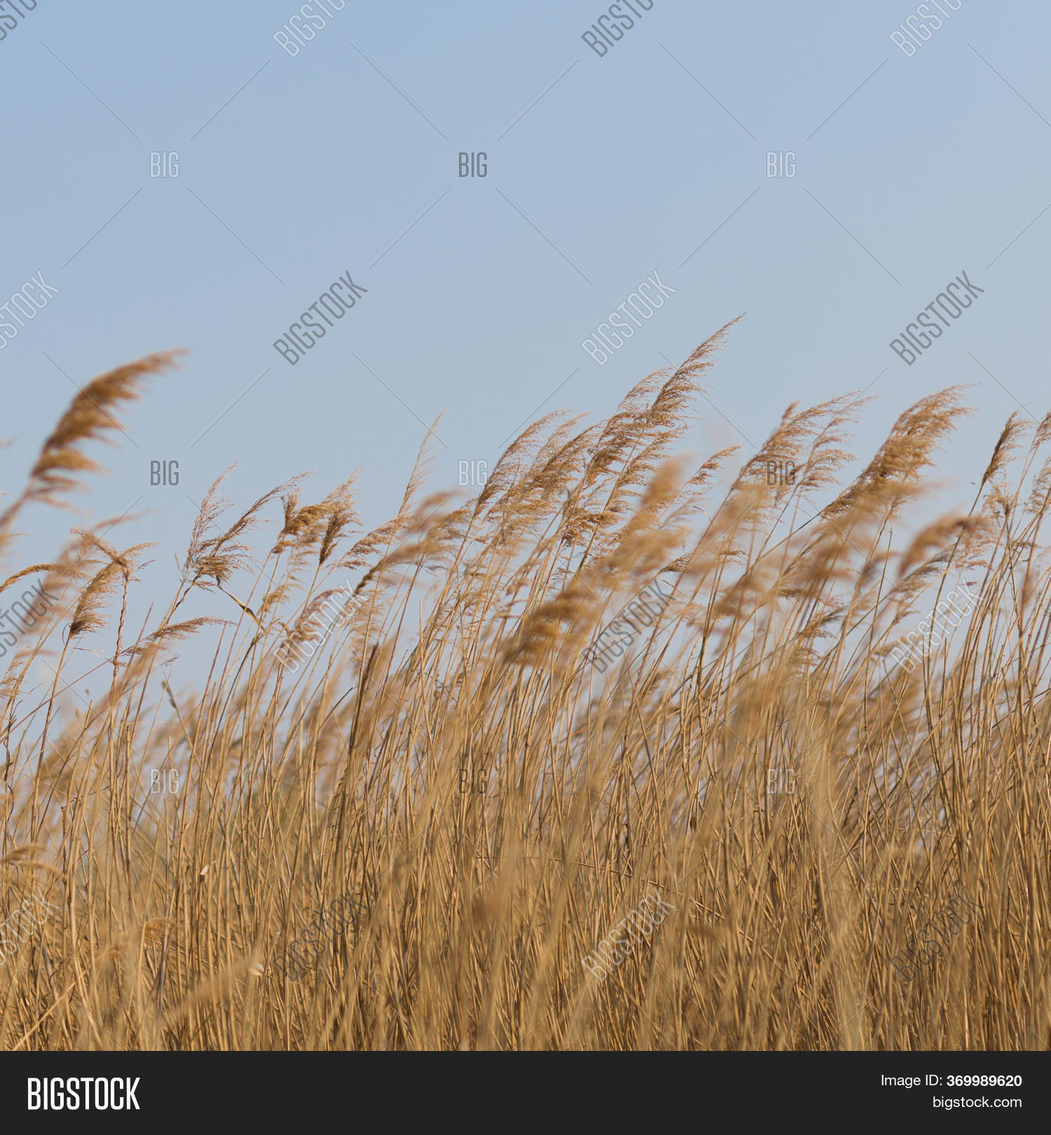 Dry Reed Bright Blue Image & Photo (Free Trial) | Bigstock
