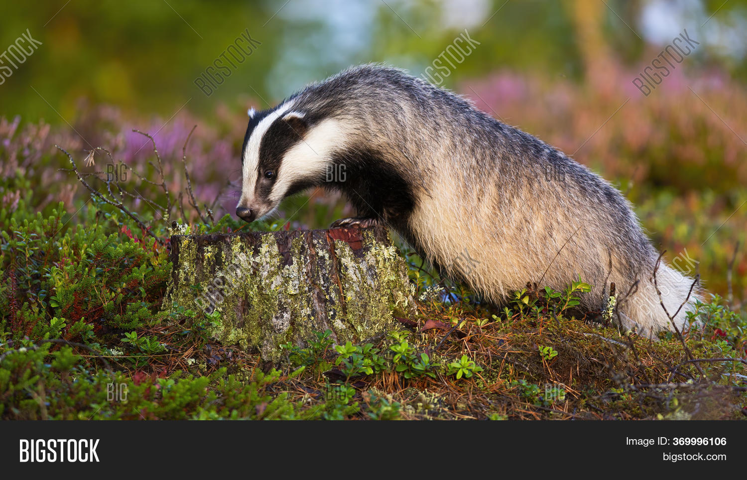 European Badger Image & Photo (Free Trial) | Bigstock