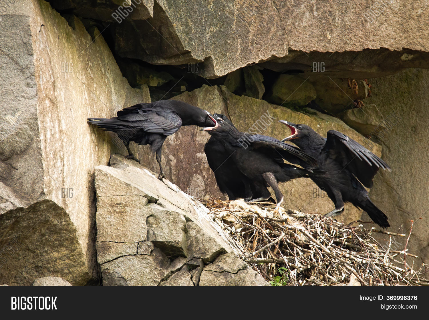 Adult Common Raven Image & Photo (Free Trial) | Bigstock
