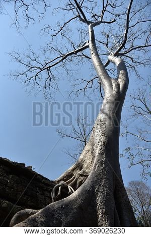 Giant Silk Cotton Tree Image & Photo (Free Trial) | Bigstock