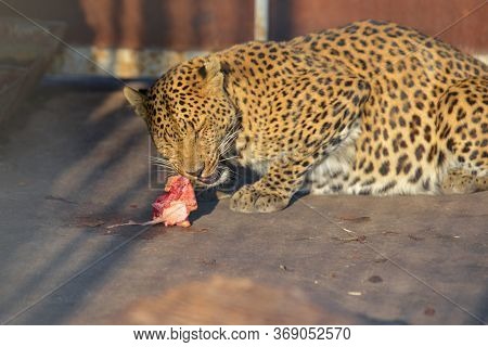 Leopard Eats Raw Meat Image & Photo (Free Trial) | Bigstock
