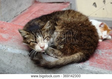 Cynical Sceptical Cat Image & Photo (Free Trial) | Bigstock
