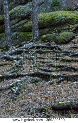 Tree Roots Protruding Image & Photo (Free Trial) | Bigstock