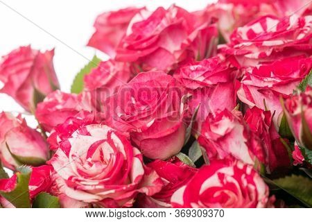 Bright Roses Fireworks Image & Photo (Free Trial) | Bigstock