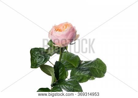 Pink Romantic Vuvuzela Image & Photo (Free Trial) | Bigstock